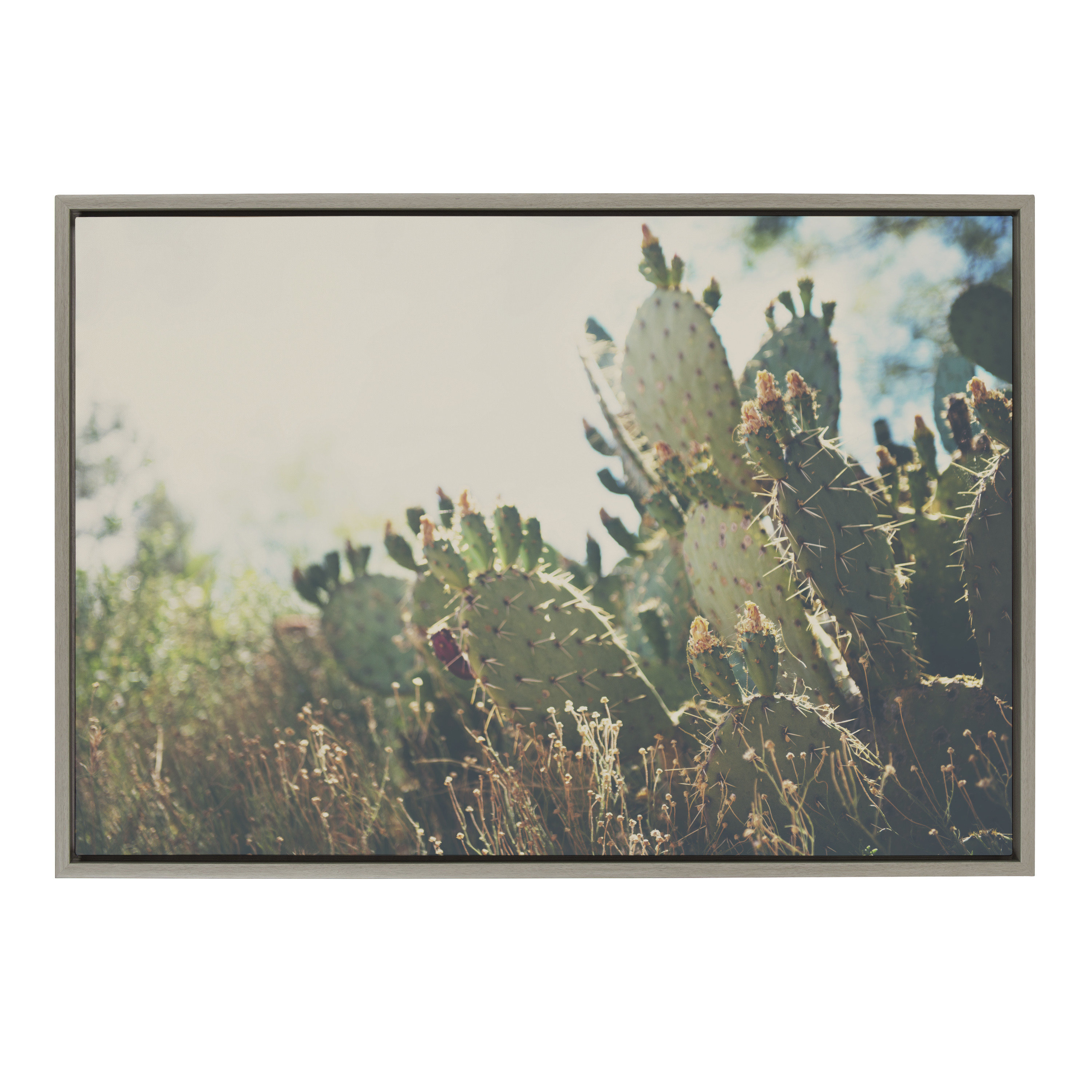 Foundry Select Reproduction d’art sur toile tendue « a desert prickly pear cactus » par laura ...
